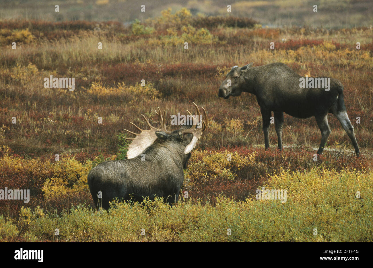 Bull moose cow moose couple hi-res stock photography and images - Alamy
