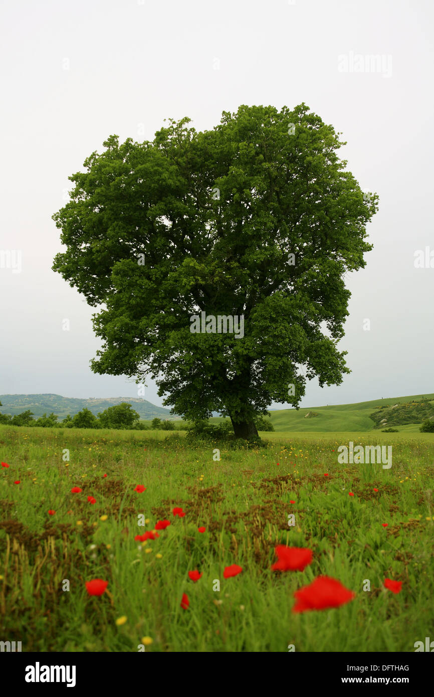 Poppy tree hi-res stock photography and images - Alamy