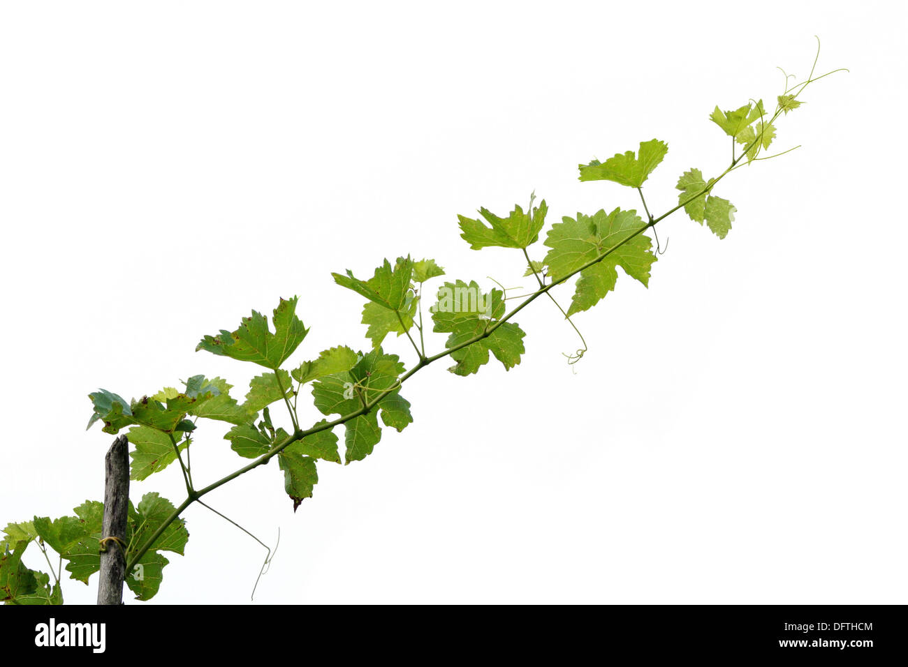 Green grape tree branch and leaves Stock Photo - Alamy