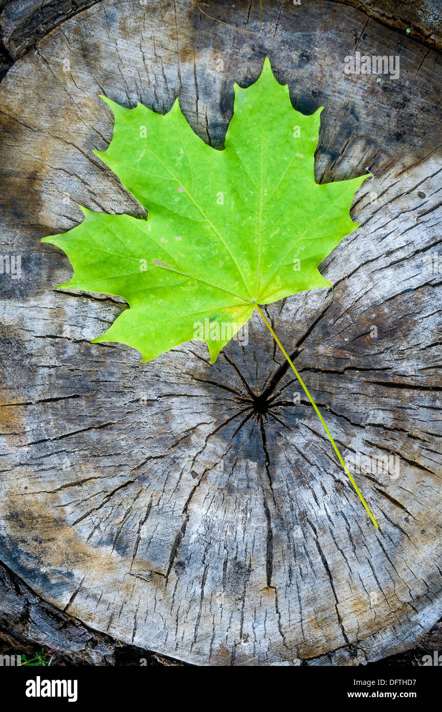 Green maple leaf hi-res stock photography and images - Alamy