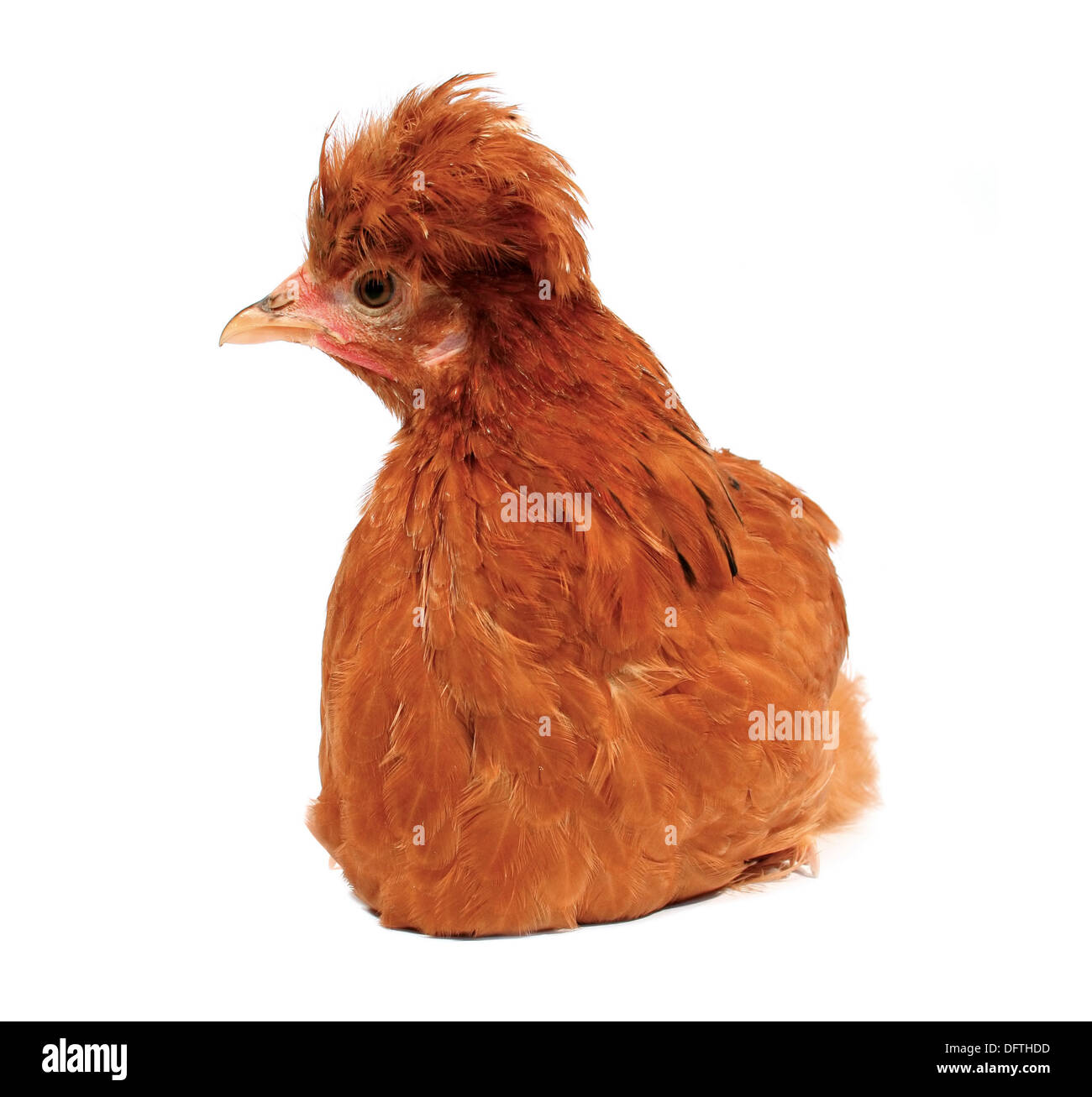Chicken sitting on the ground (isolated Stock Photo - Alamy