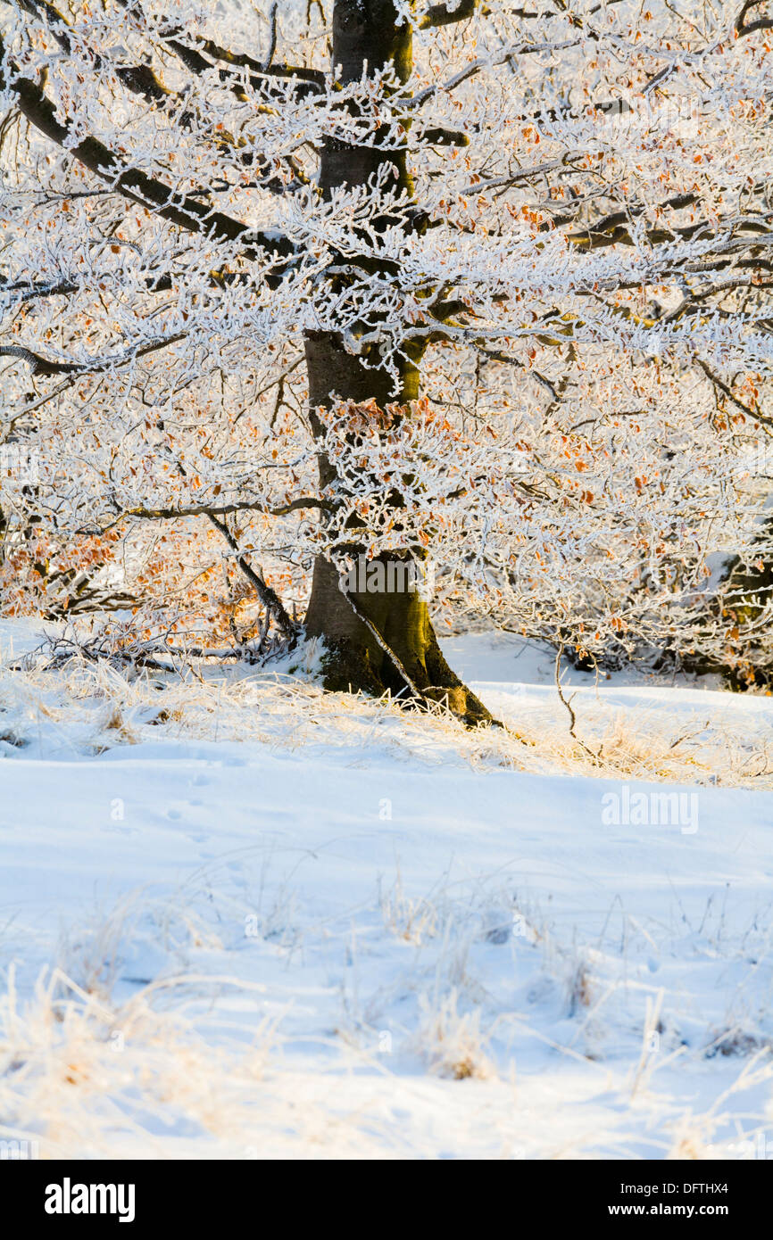 Tree branch protruding protrude hi-res stock photography and images - Alamy