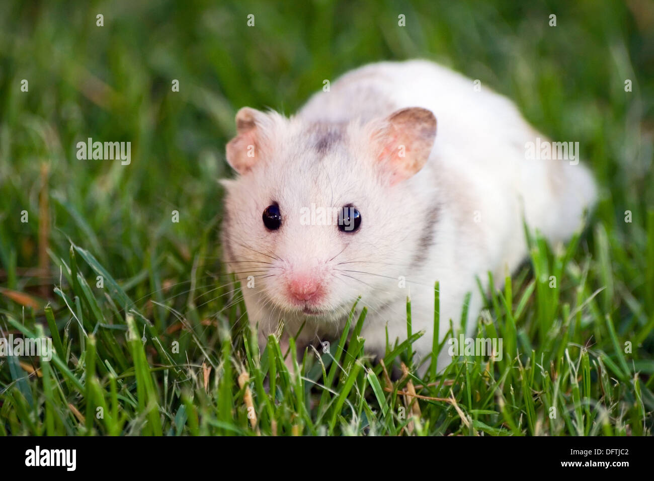 White hamster watching carefully in the grass Stock Photo - Alamy