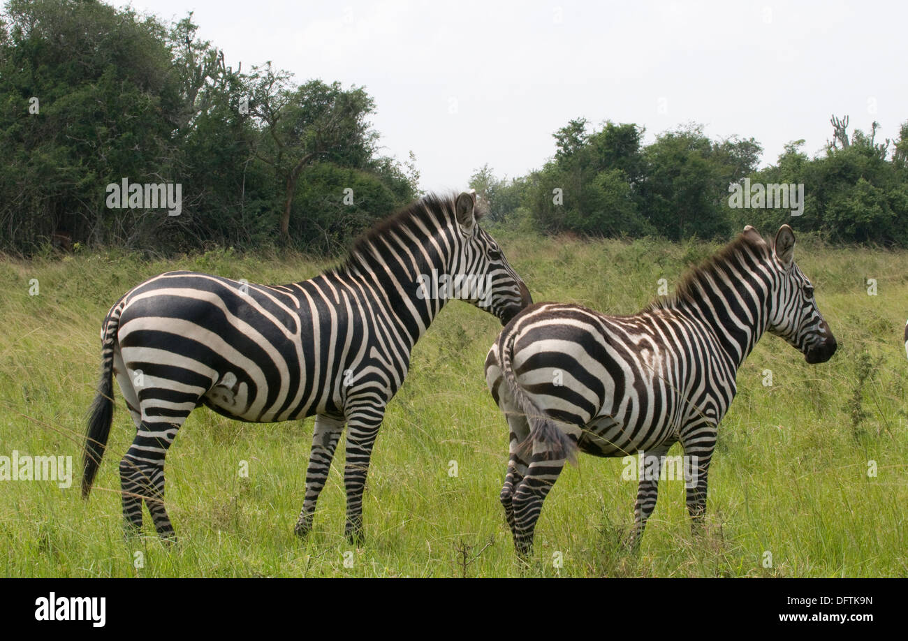African Plains Zebra Equus burchelli Northern Akagera National Game ...
