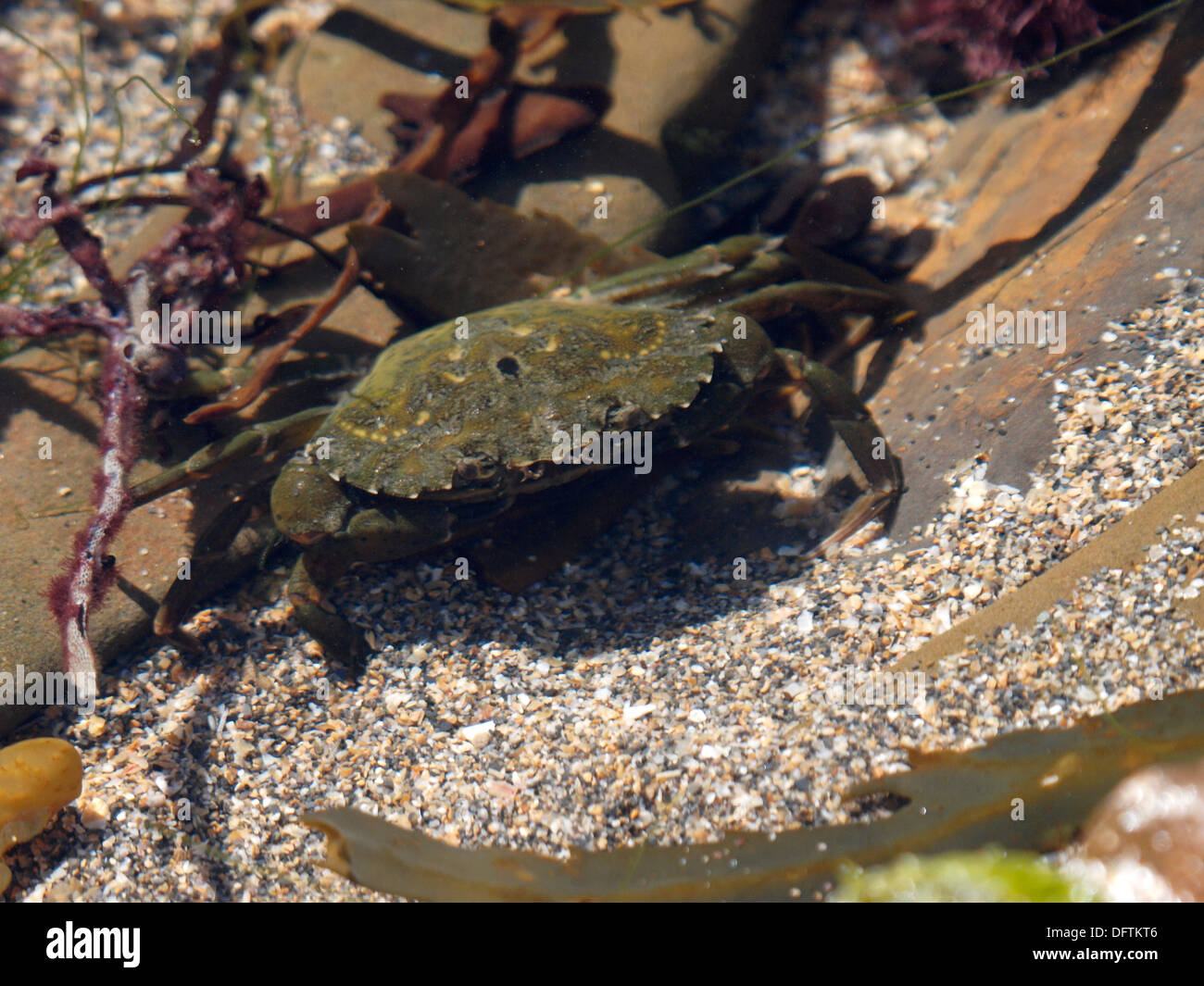 Rockpool crab hi-res stock photography and images - Alamy