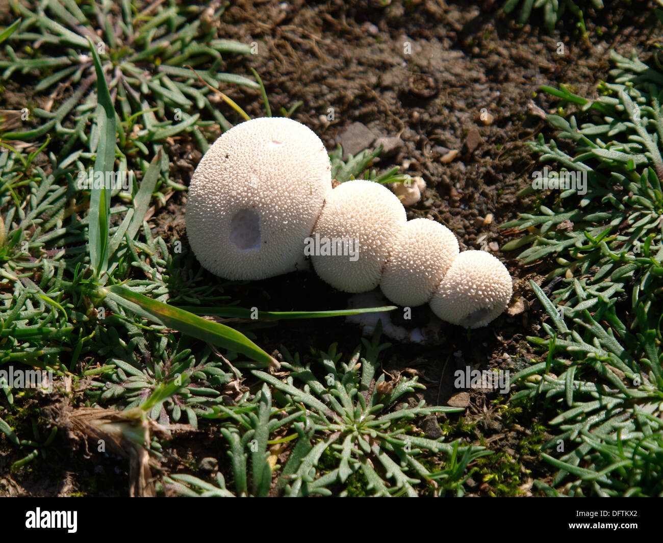 Common puffballs lycoperdon perlatum in hi-res stock photography and ...