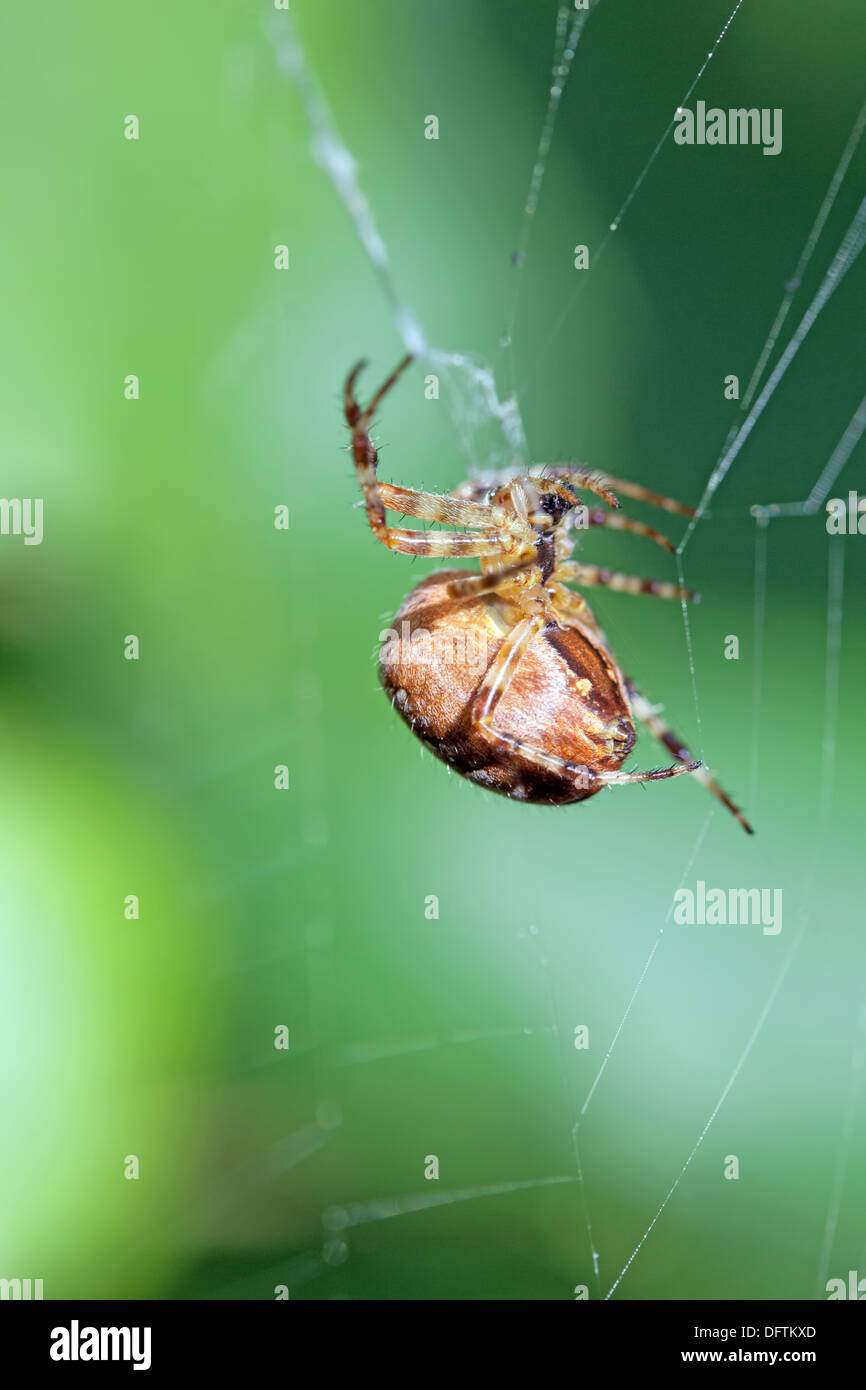 Poisonous spider hi-res stock photography and images - Alamy
