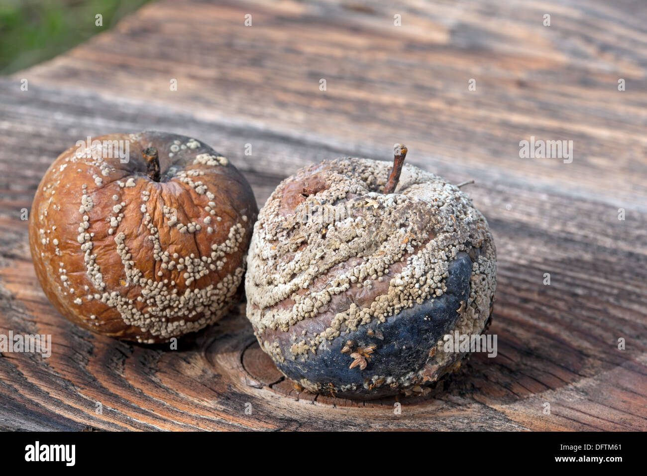 Rotten apple tree hi-res stock photography and images - Alamy