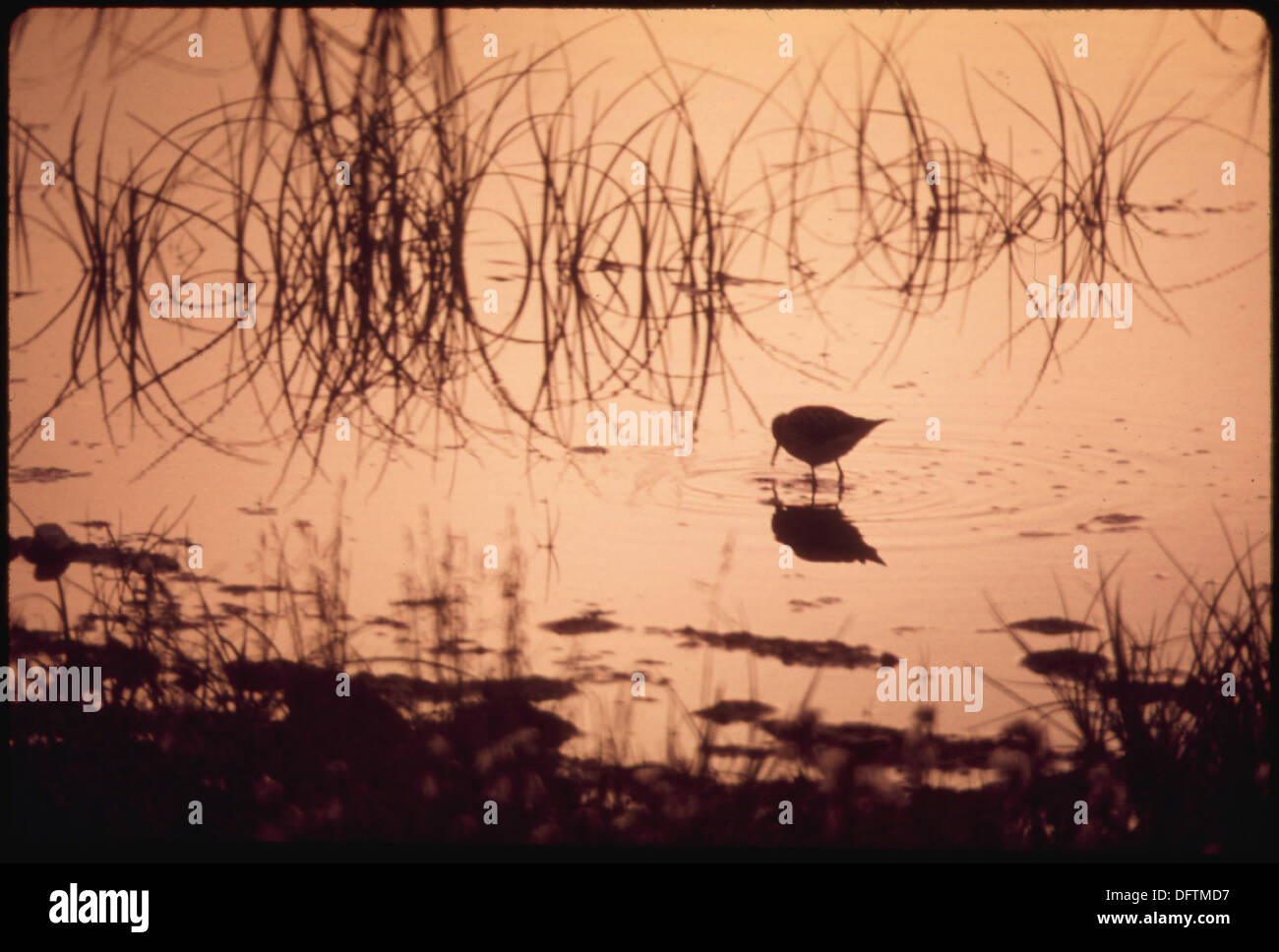 A wading shorebird searches for insects in a pond, using its beak to ...