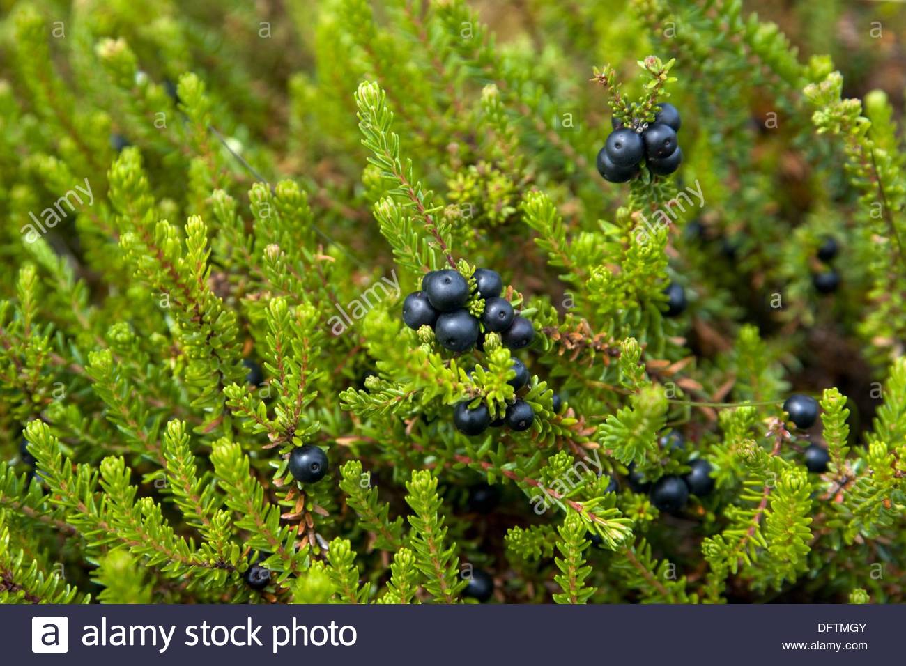 Black Crowberry Empetrum Nigrum Stock Photos & Black Crowberry Empetrum ...