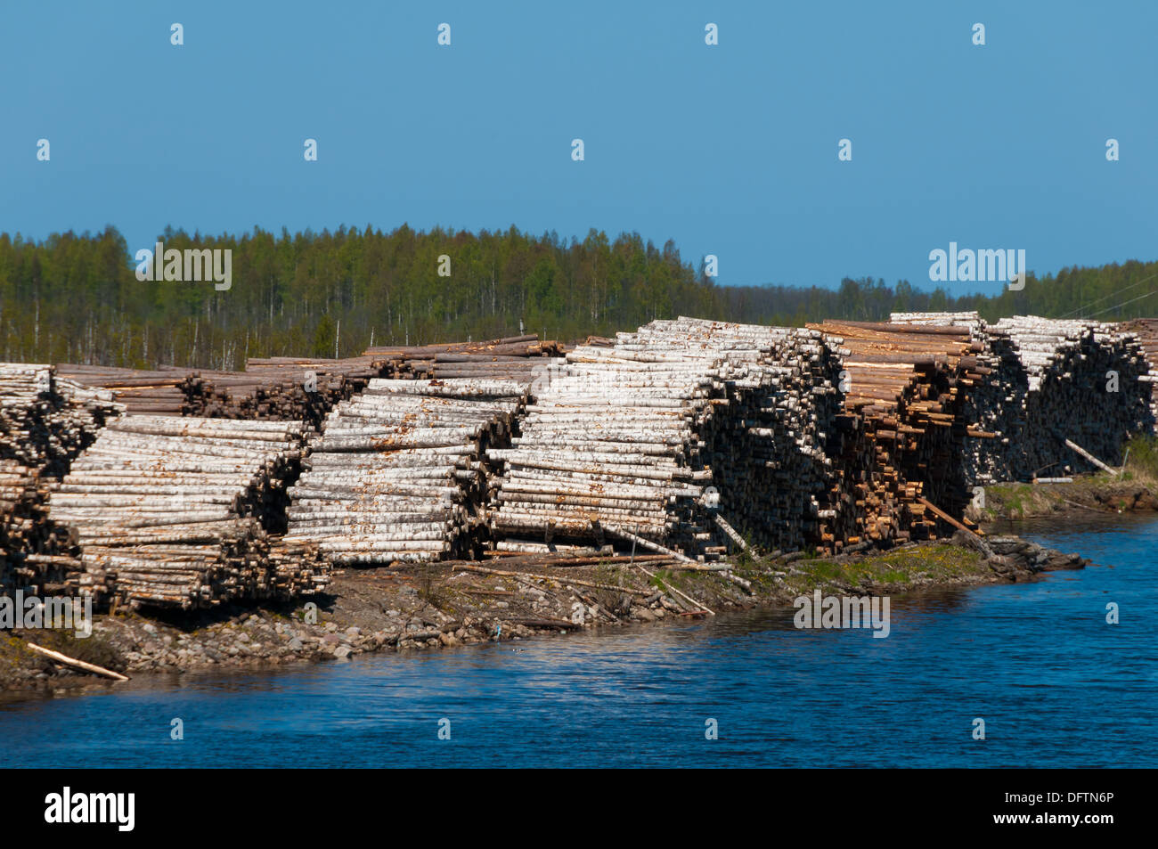 Pile of Graded and Numbered Debarked Logs Stock Photo - Alamy