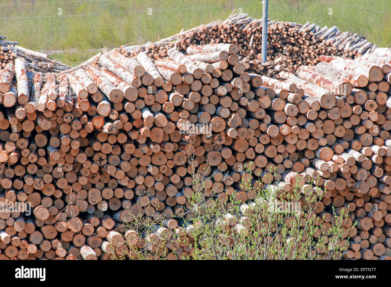Pile of Graded and Numbered Debarked Logs Stock Photo - Alamy
