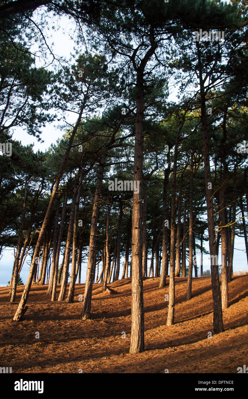 Sun trees pine hi-res stock photography and images - Alamy