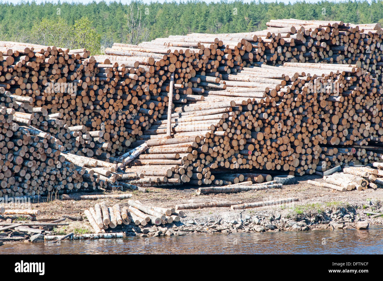 Pile of Graded and Numbered Debarked Logs Stock Photo - Alamy