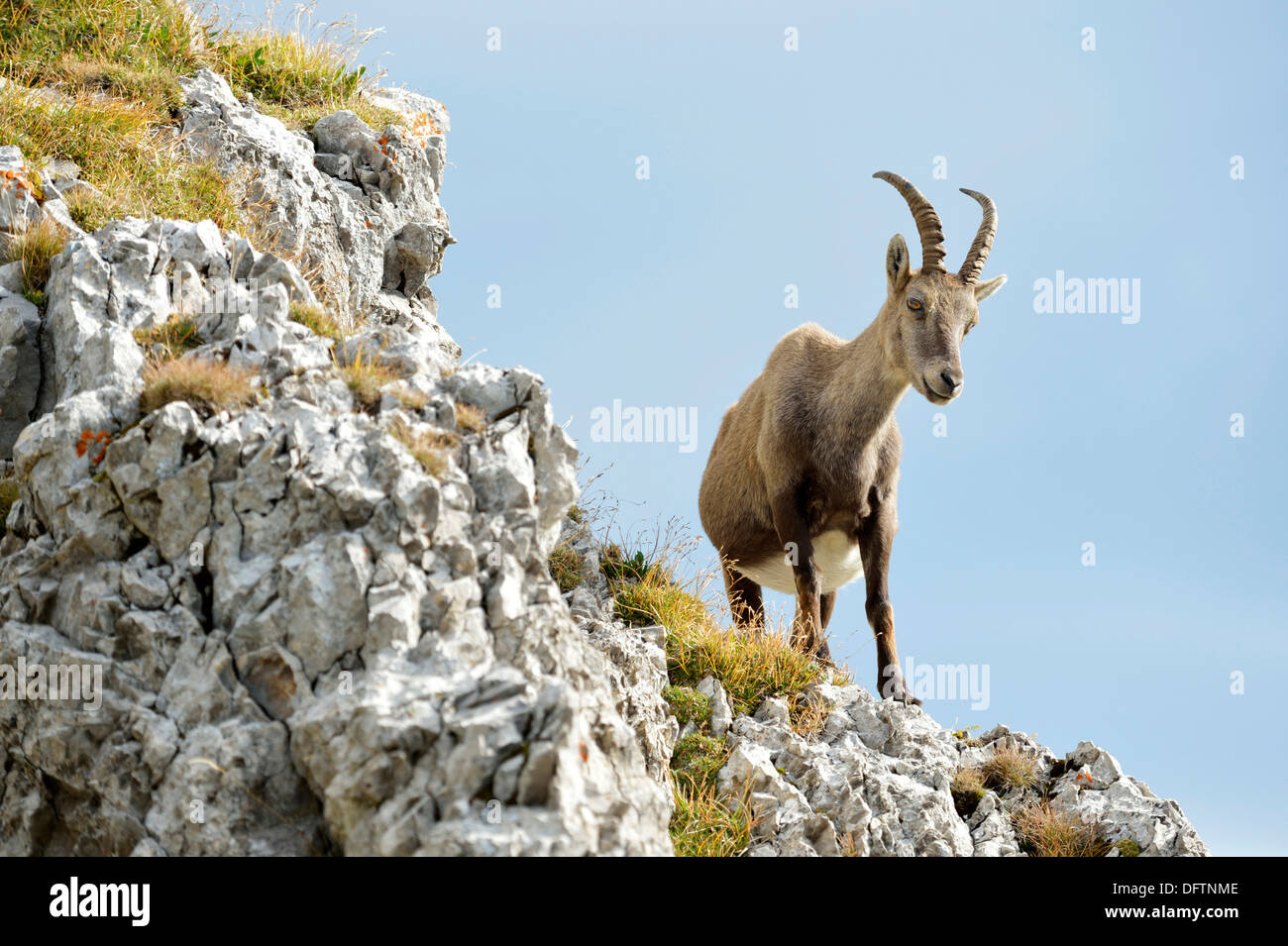 Steinbock schweiz hi-res stock photography and images - Alamy