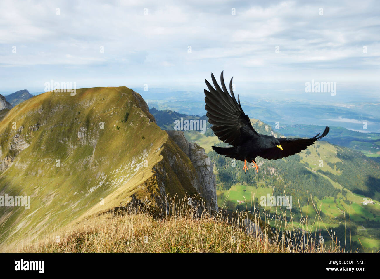 Alpine chough hi-res stock photography and images - Alamy