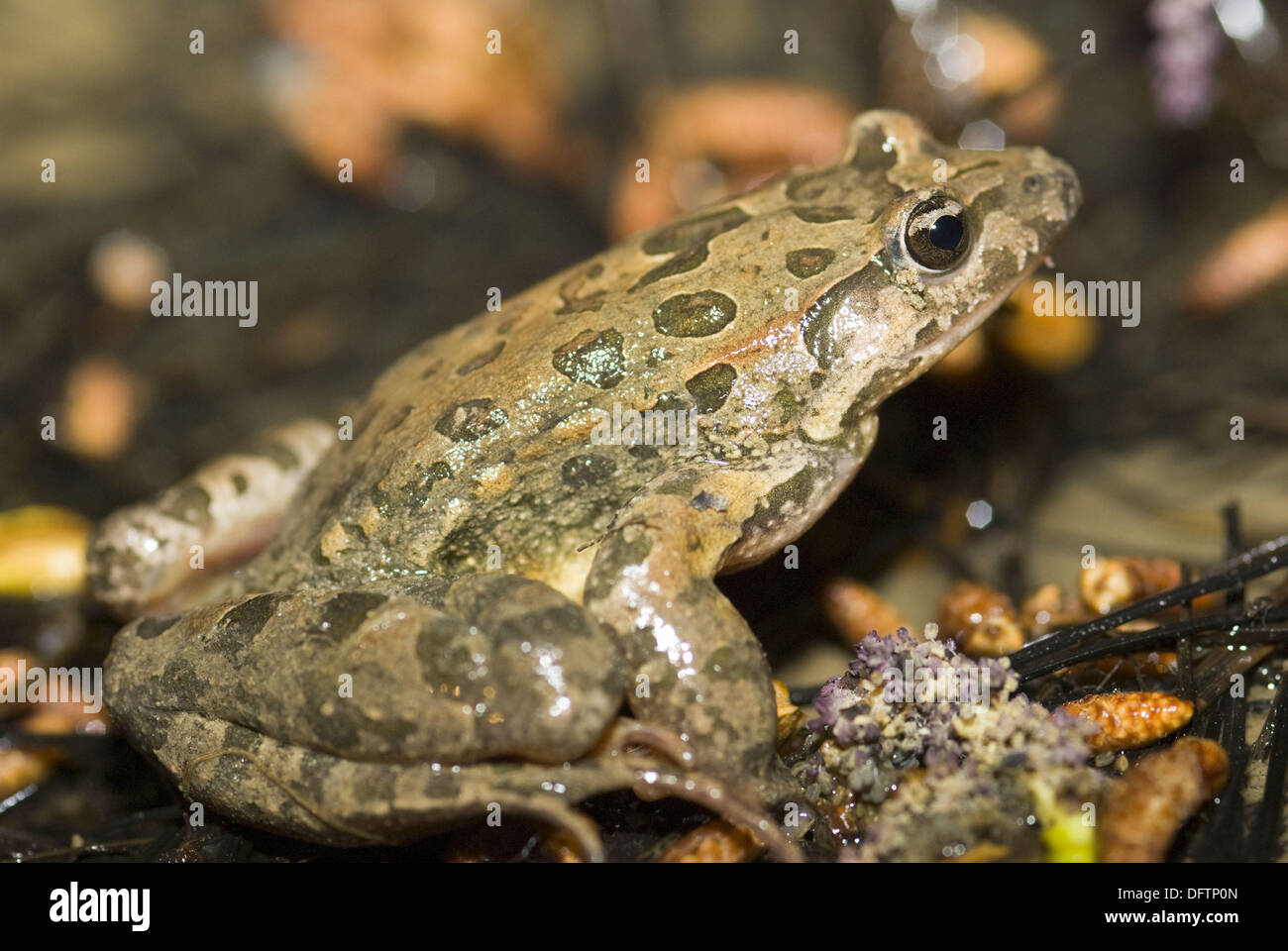 Mediterranean Painted Frog High Resolution Stock Photography and Images ...