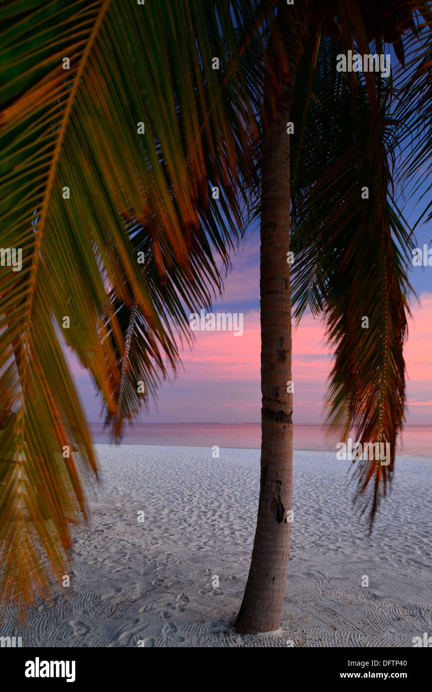 Palm tree at sunset, Ari Atoll, Maldives Stock Photo - Alamy