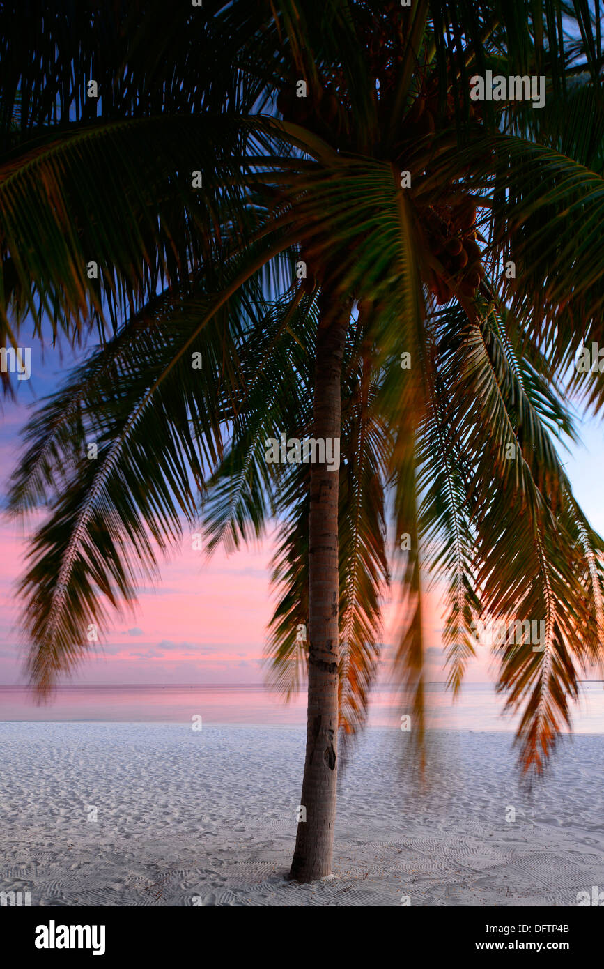 Palm tree at sunset, Ari Atoll, Maldives Stock Photo - Alamy