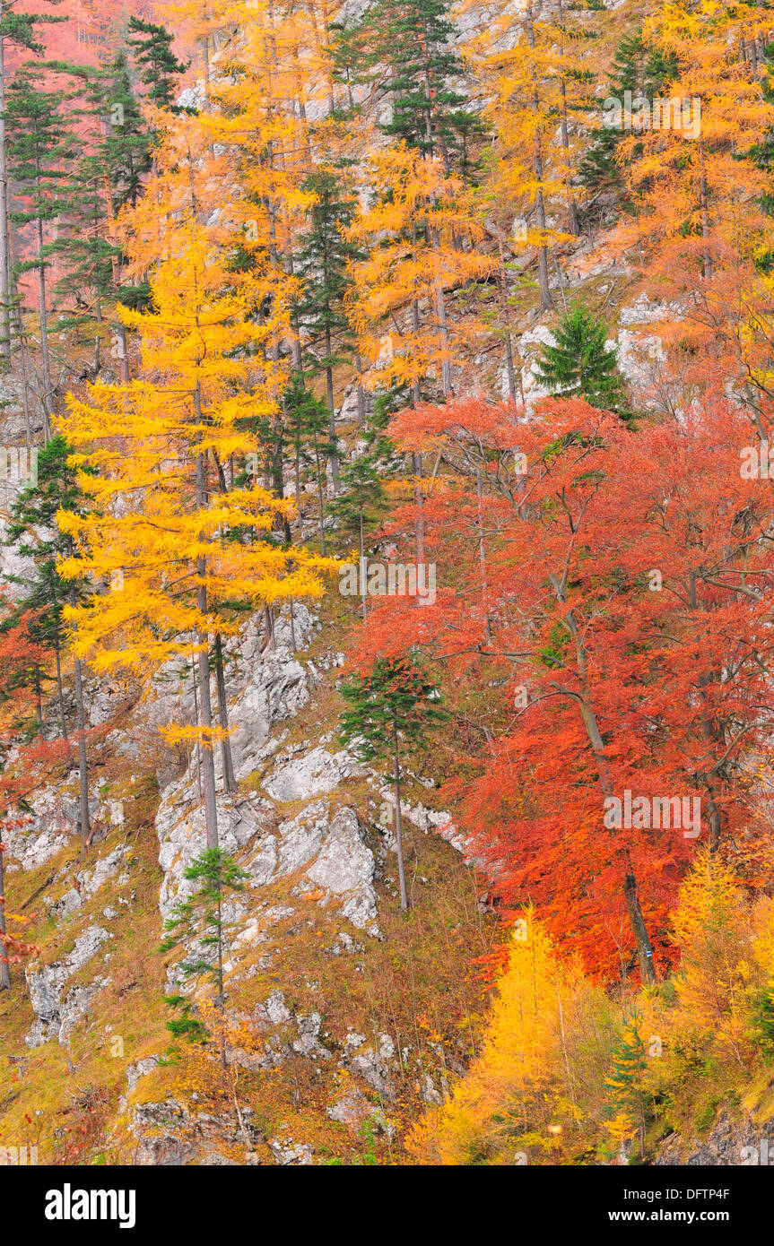Mountainside trees hi-res stock photography and images - Alamy