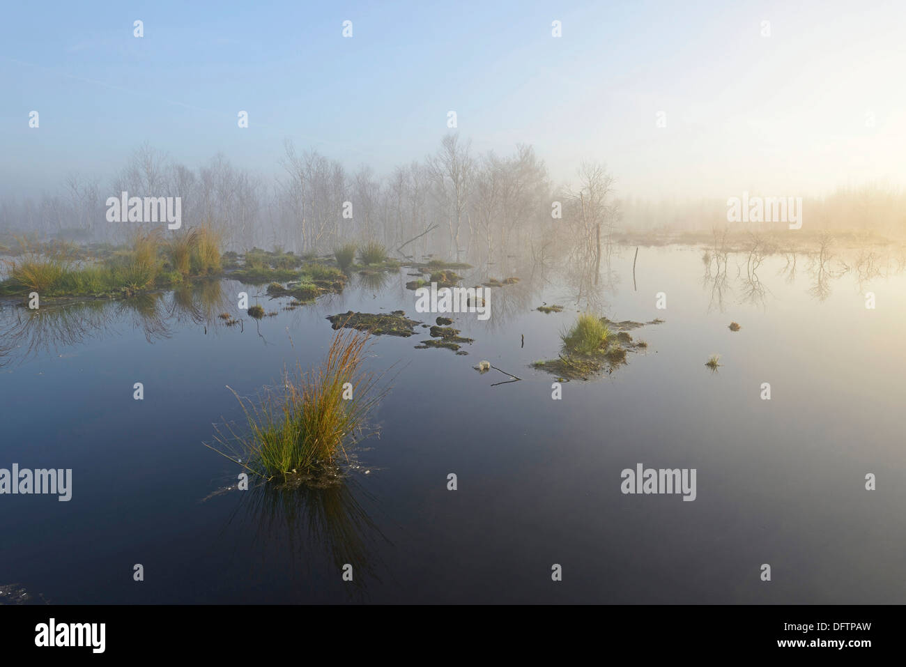 Swamp fog germany hi-res stock photography and images - Alamy