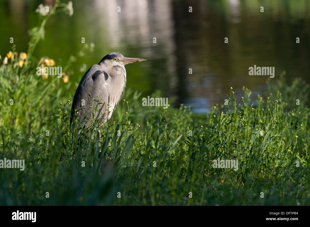 Adult grey heron fishing hi-res stock photography and images - Alamy
