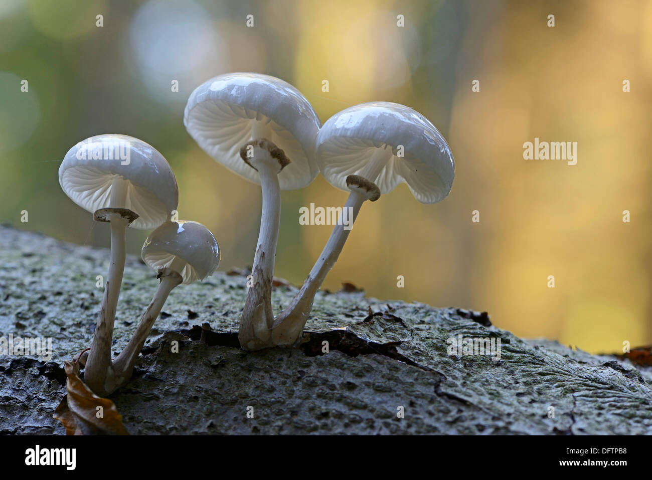 Porcelain Fungus (Oudemansiella mucida), fruiting bodies, Lower Saxony ...
