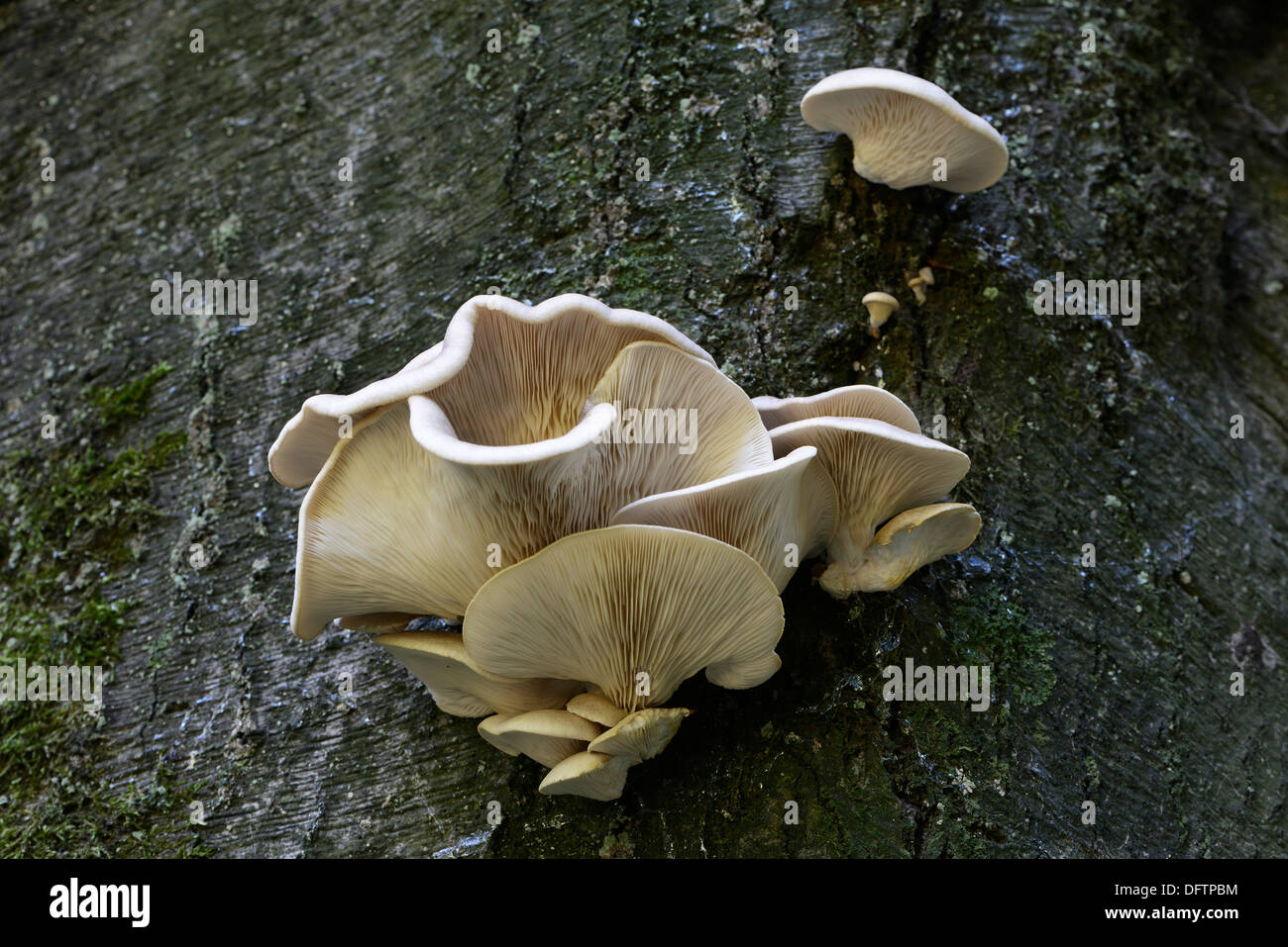 Panus conchatus hi-res stock photography and images - Alamy