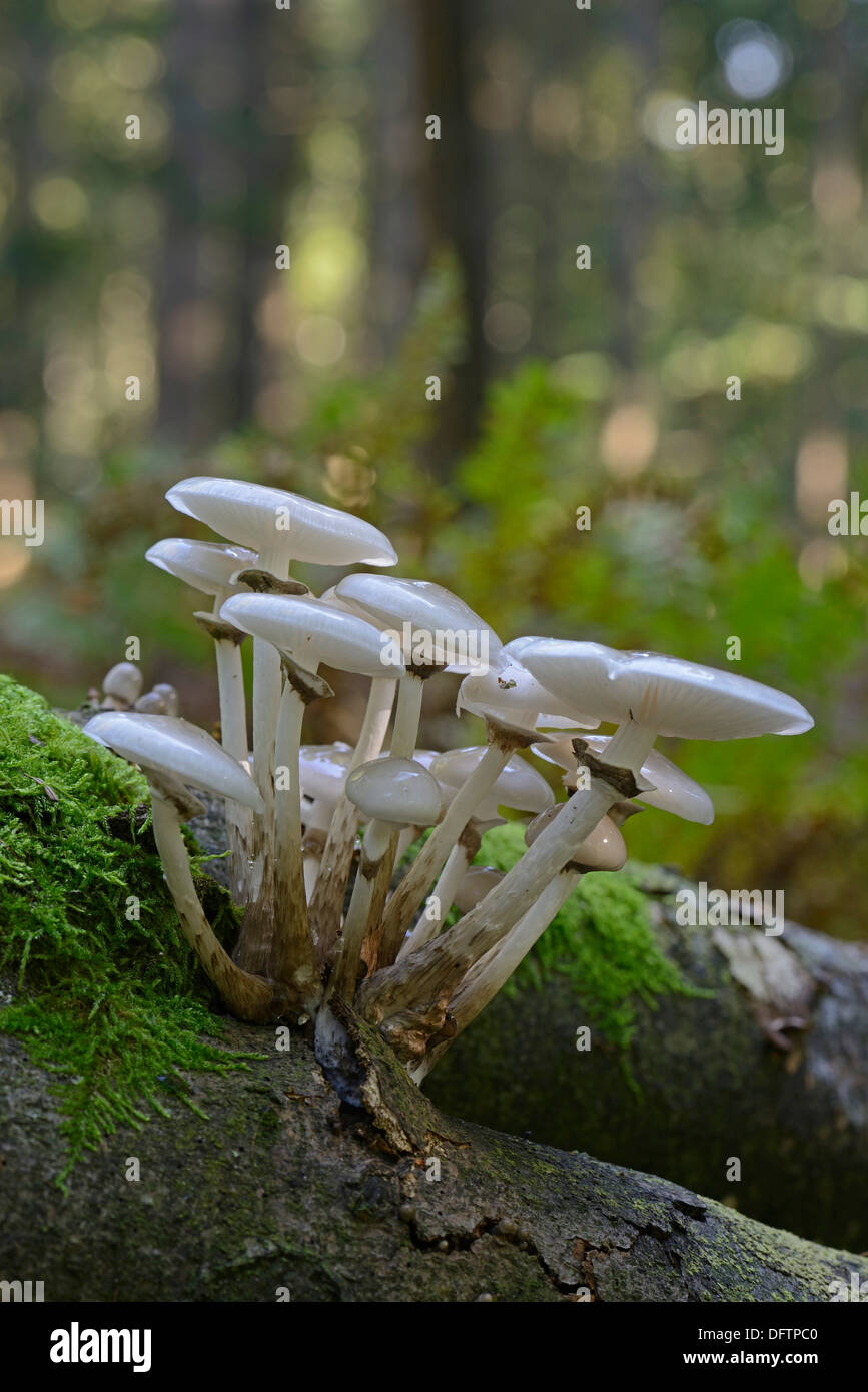Porcelain fungus fruiting bodies hi-res stock photography and images ...