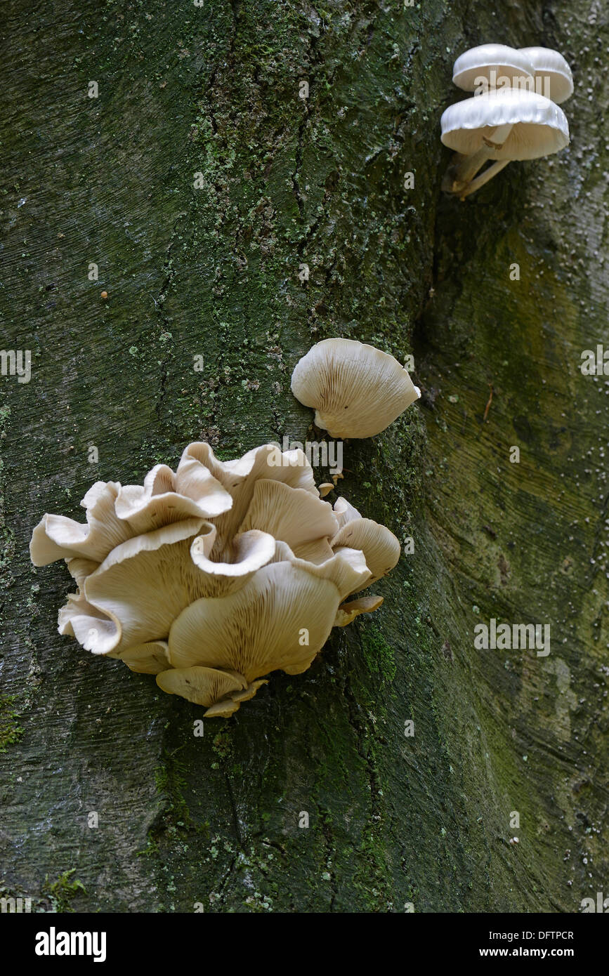 Porcelain fungus (Oudemansiella mucida), above, and Panus conchatus ...