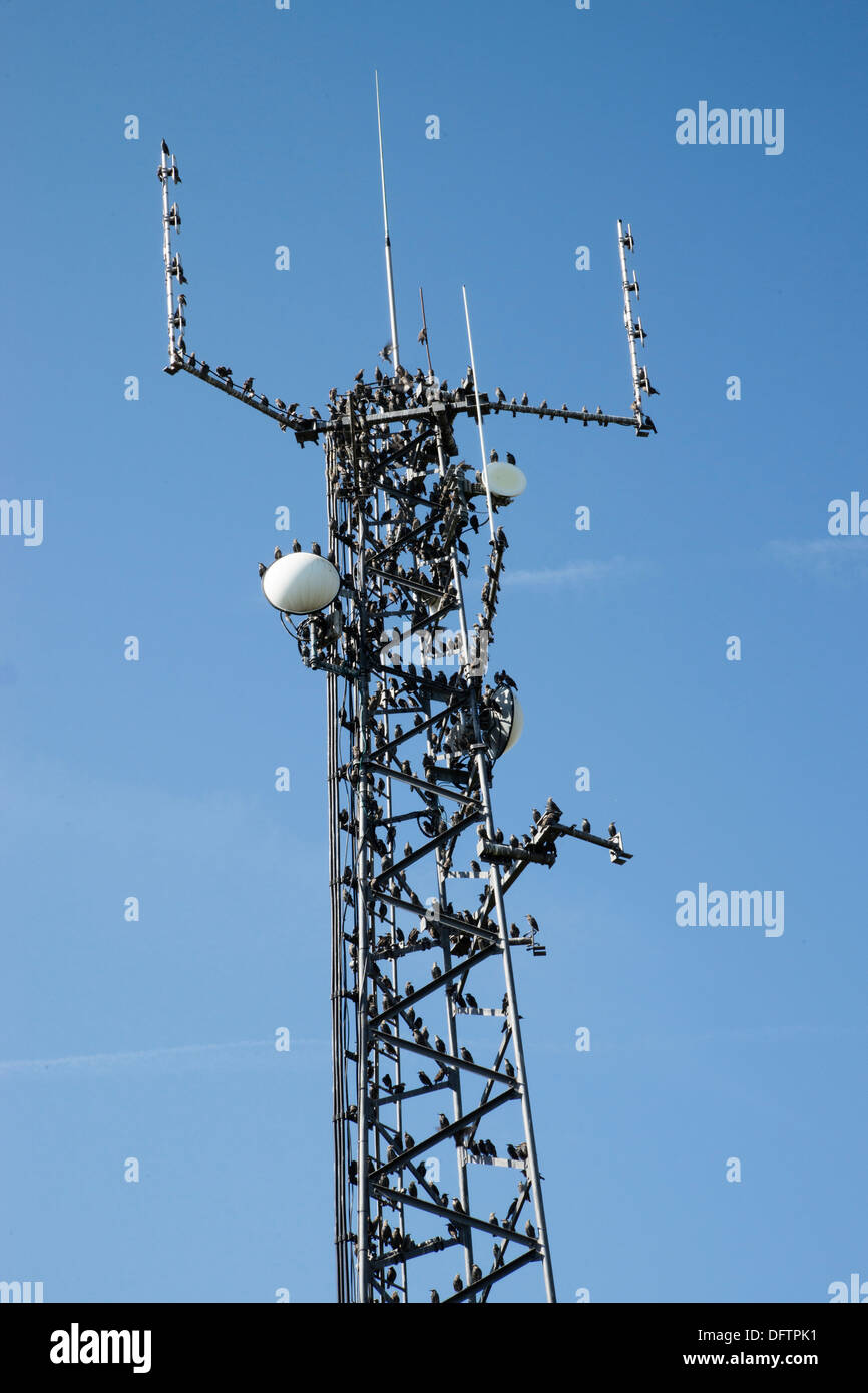 Transmission mast with Starlings (Sturnus vulgaris Stock Photo - Alamy