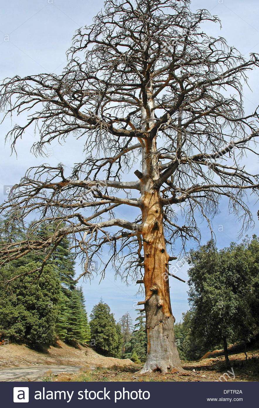 Azrou Cedar Forest, Morocco Stock Photos & Azrou Cedar Forest, Morocco ...