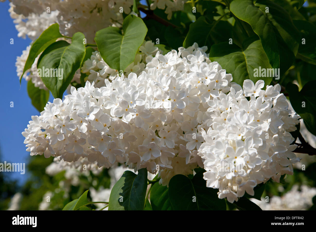 Blossom on trees hi-res stock photography and images - Alamy