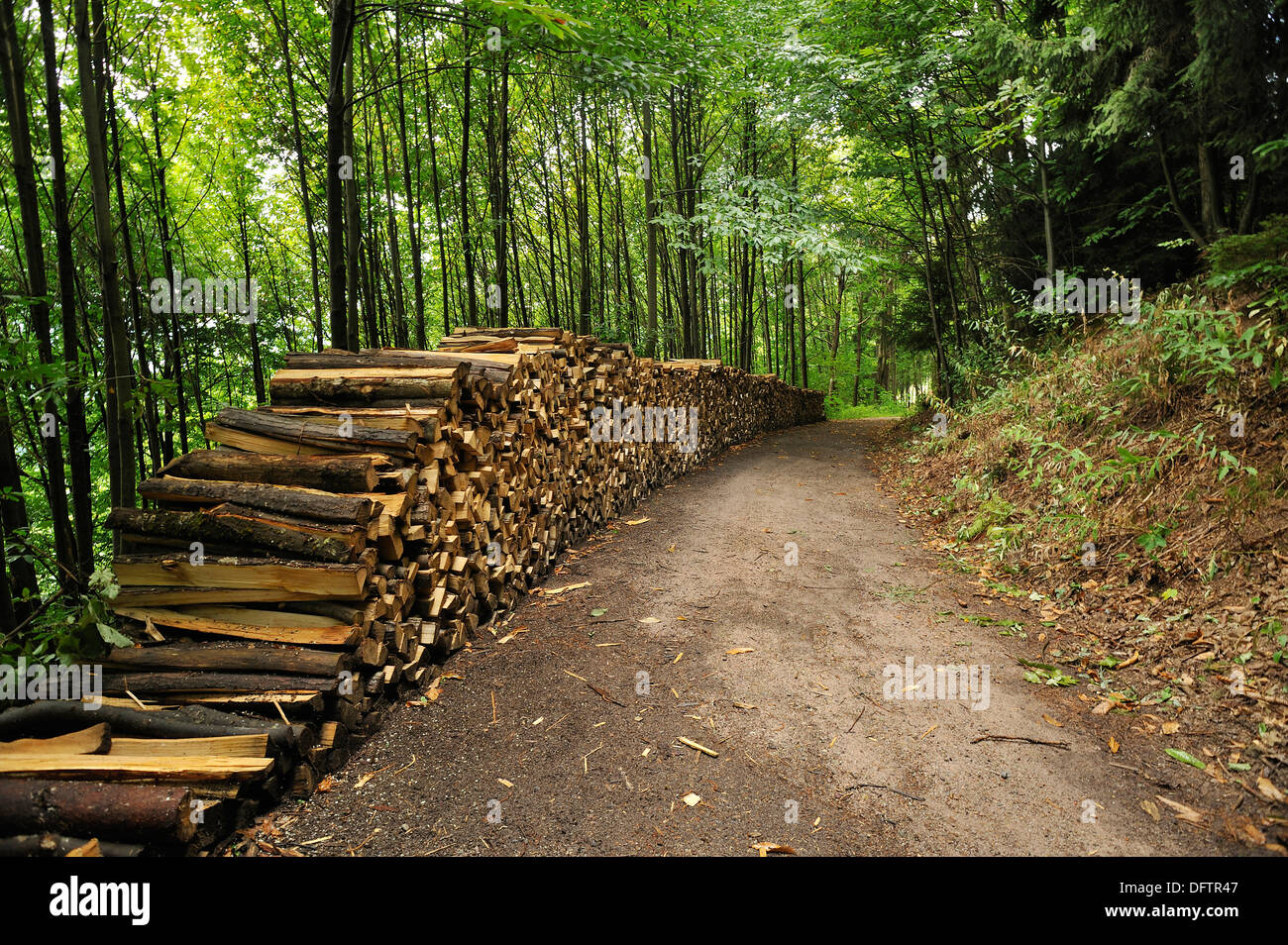 Stacked split wood in a forest, Ottenhöfen im Schwarzwald, Black Forest ...