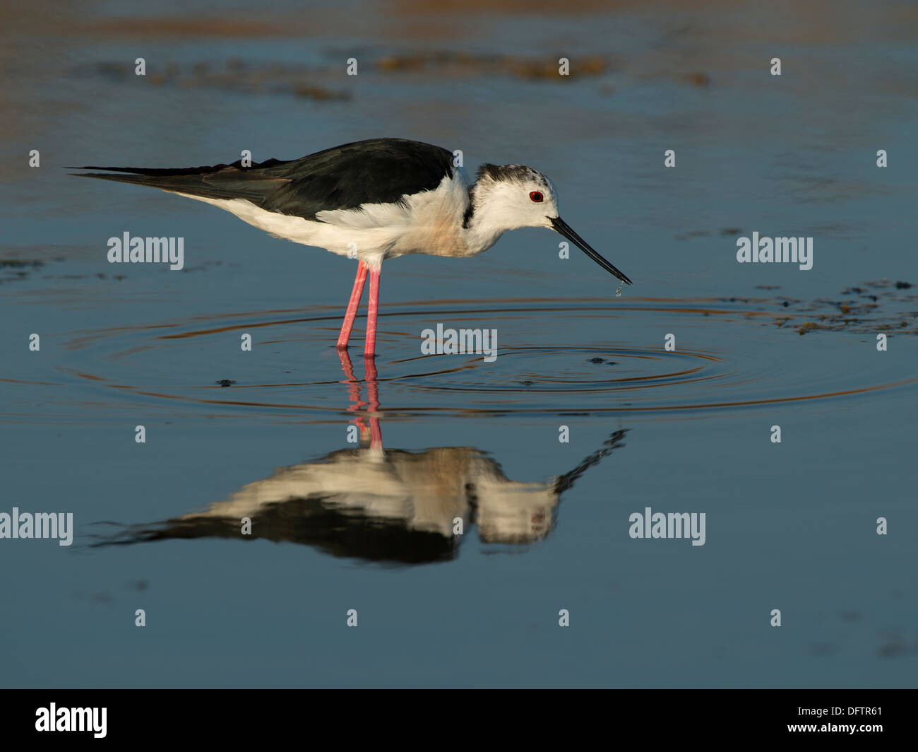 Black-winged Stilt, Common Stilt or Pied Stilt (Himantopus himantopus ...