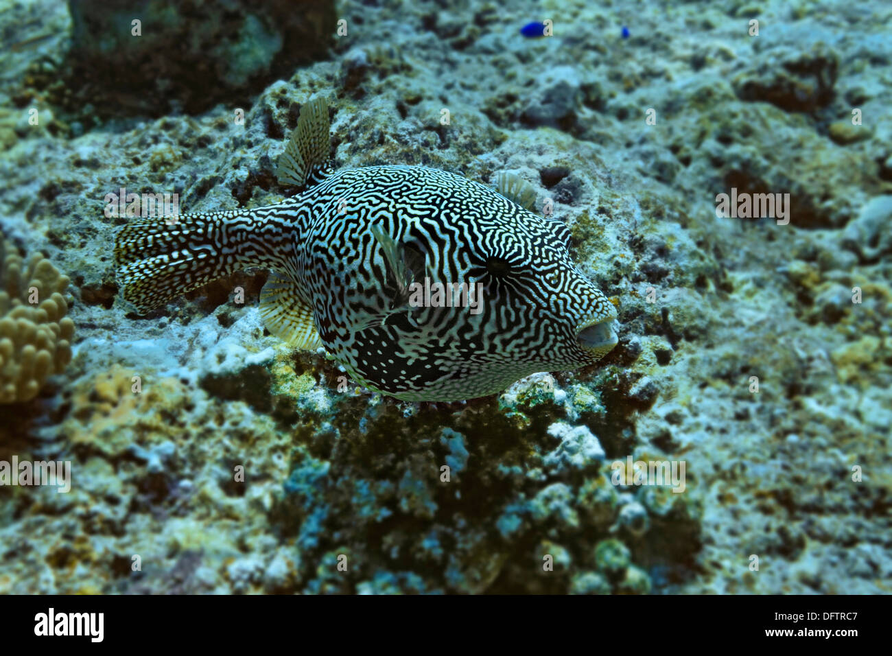 Map Puffer or Scribbled Pufferfish (Arothron mappa), Raja Ampat, West ...
