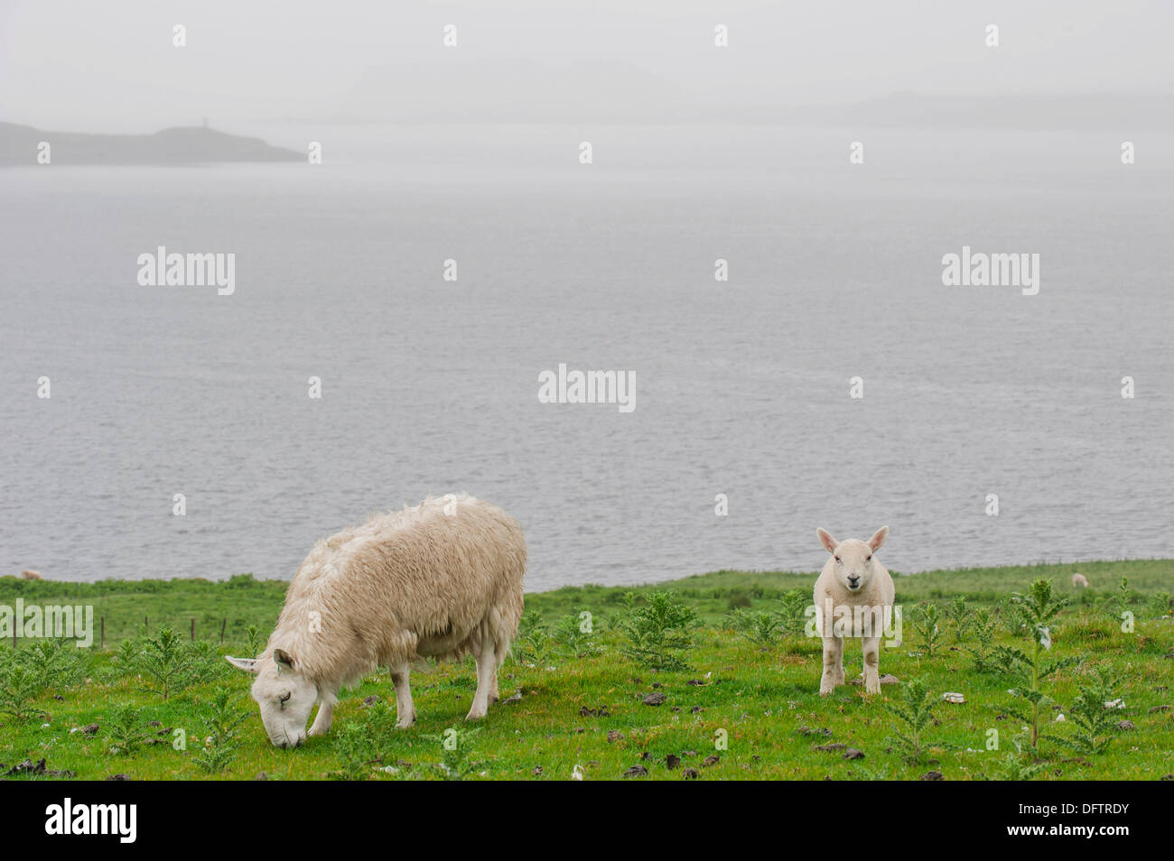 Sheep, ewe and lamb on a pasture, Kilmarie, Isle of Skye, Inner ...