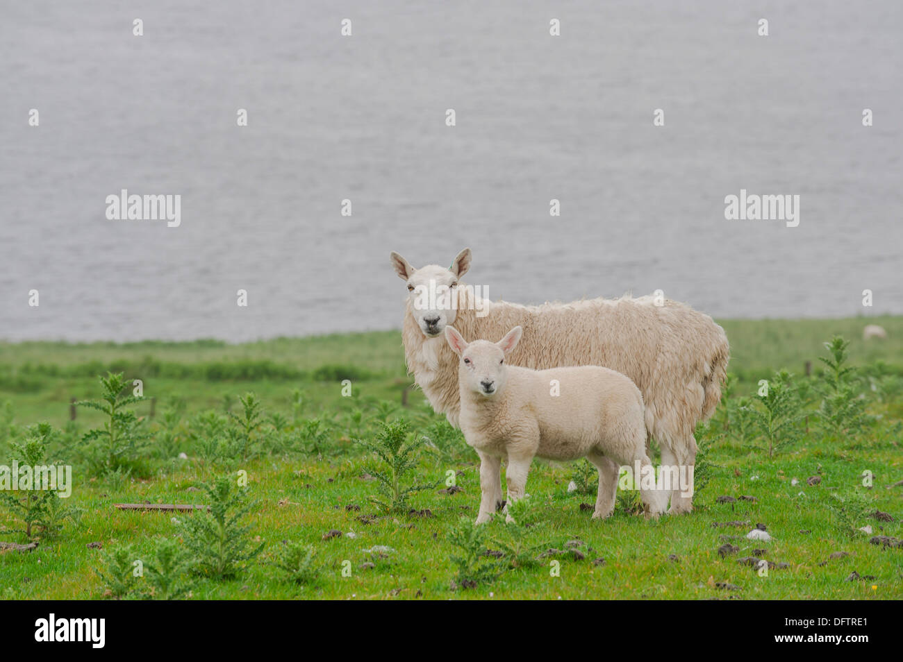 Side view of a lamb hi-res stock photography and images - Alamy