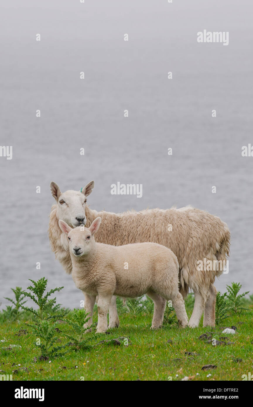 Side view of a lamb hi-res stock photography and images - Alamy