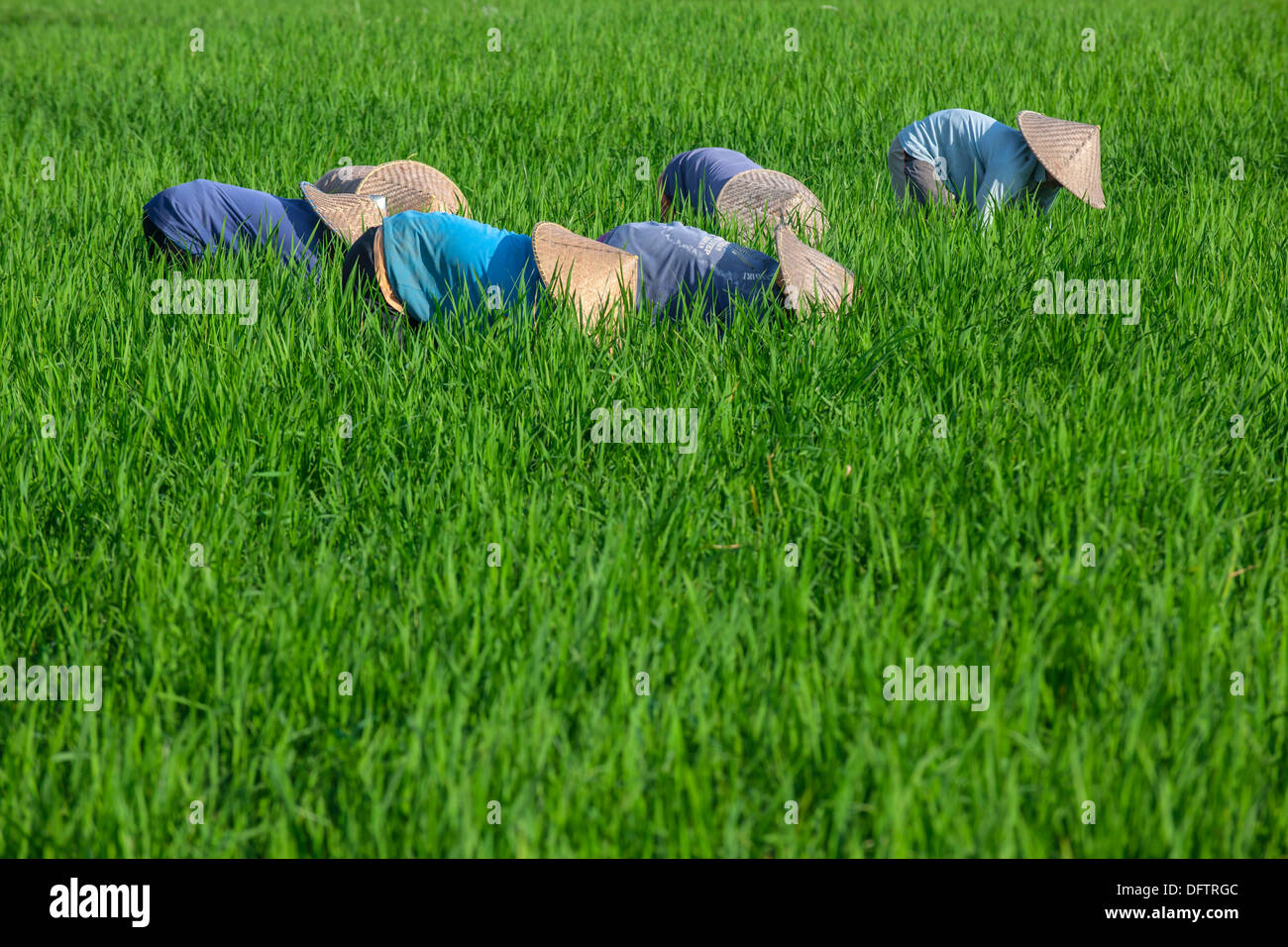 Bali rice workers hi-res stock photography and images - Alamy