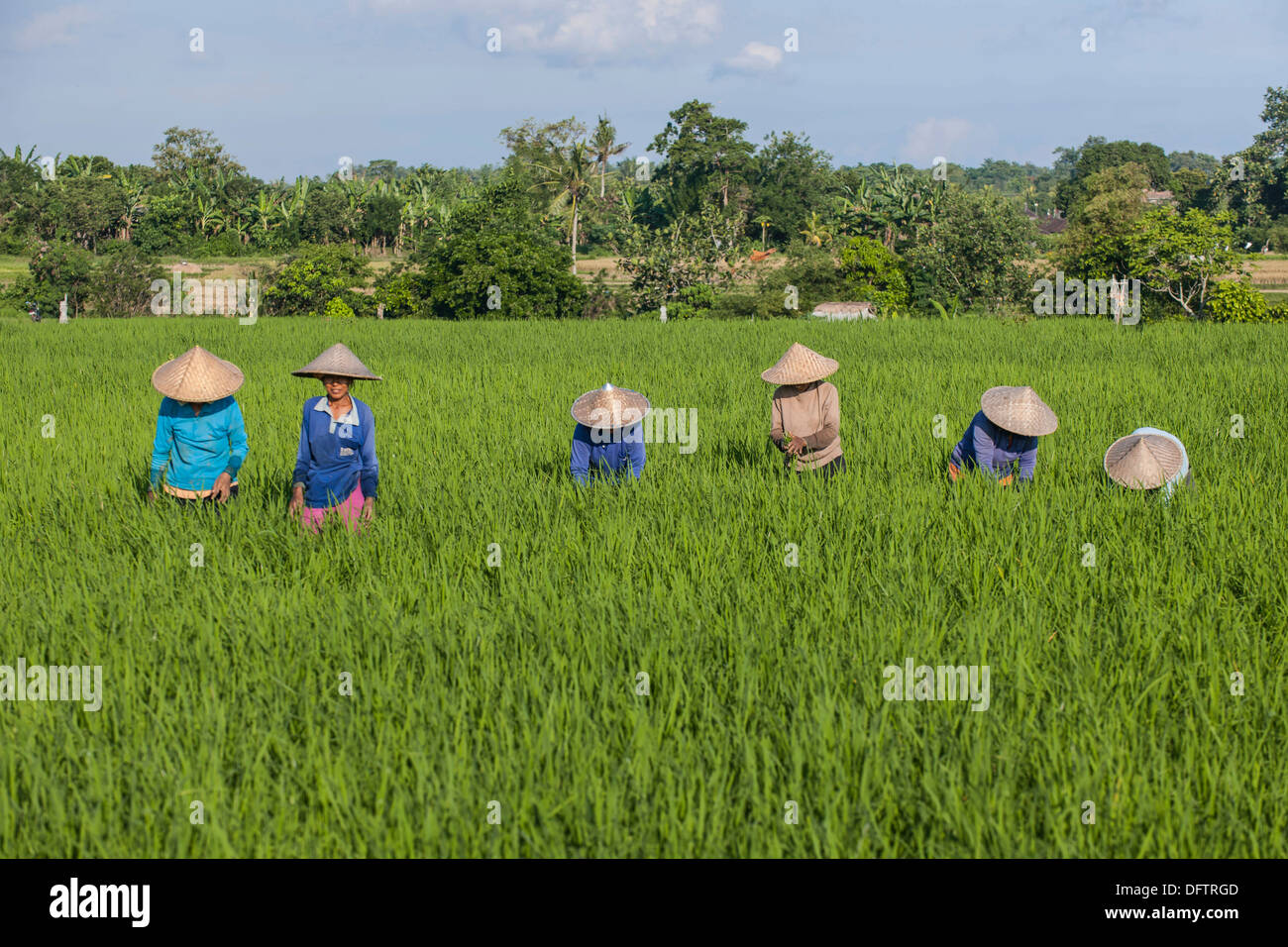 Workers tending to plants in a rice paddy, Ubud, Bali, Indonesia Stock ...