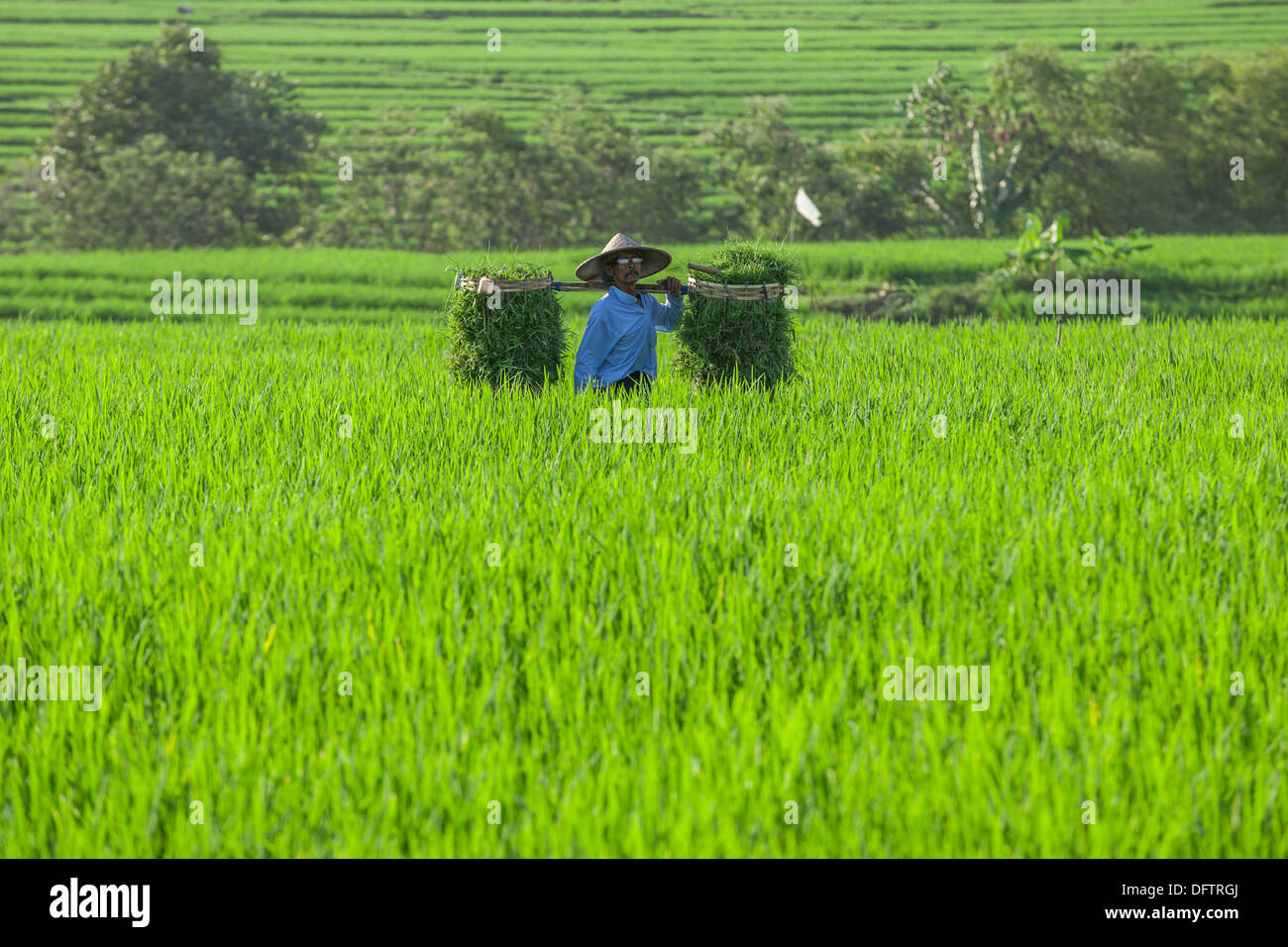 Bali rice worker hi-res stock photography and images - Alamy