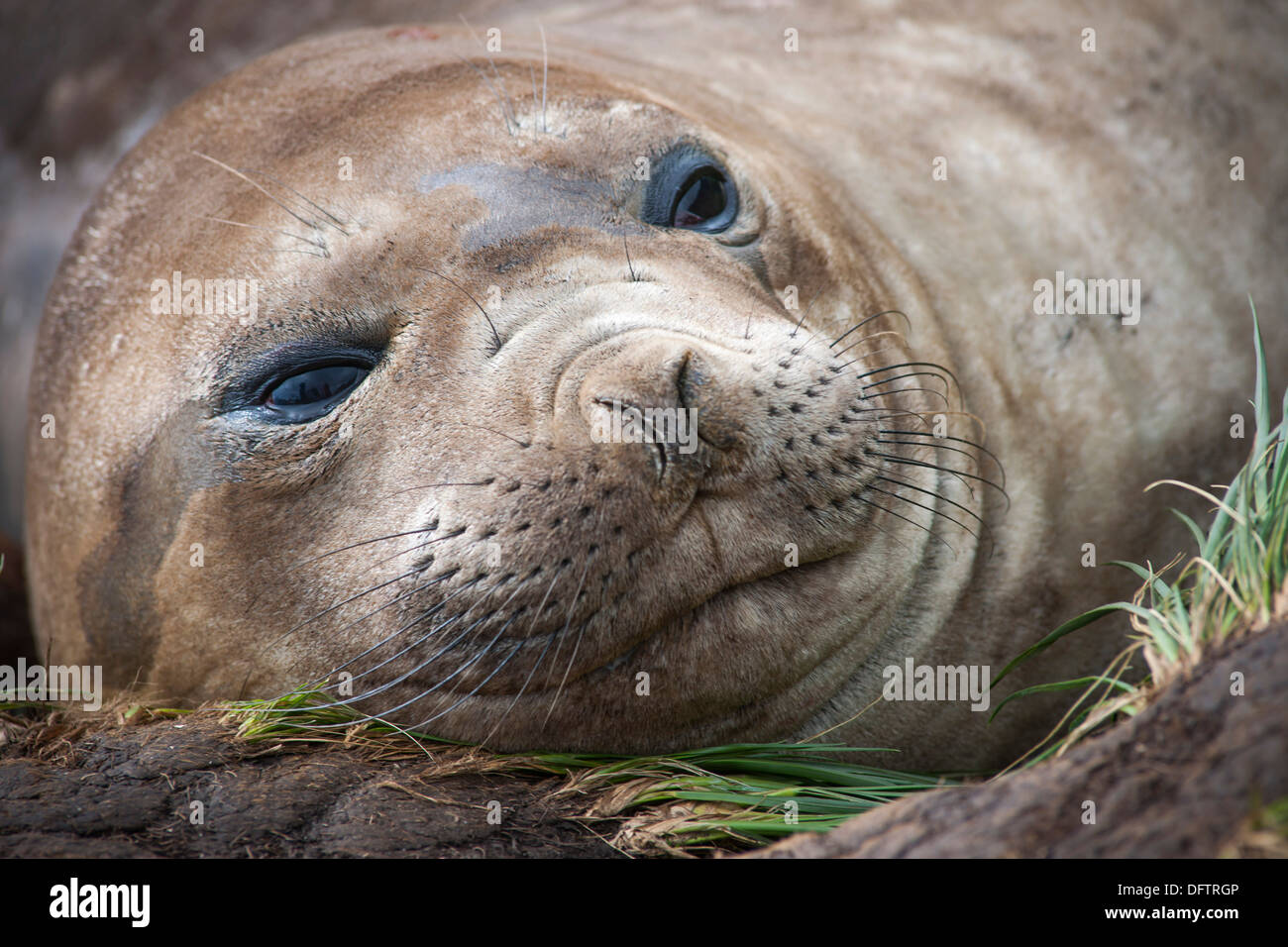 Female elephant seals hi-res stock photography and images - Alamy