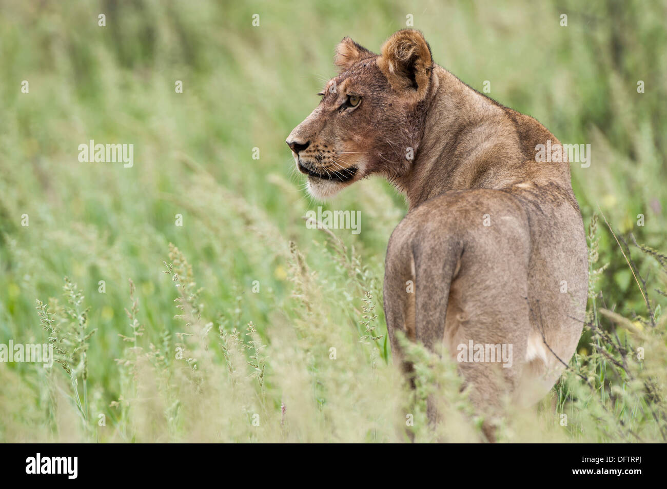 Daytime daylight outside outdoors rear view lions hi-res stock ...