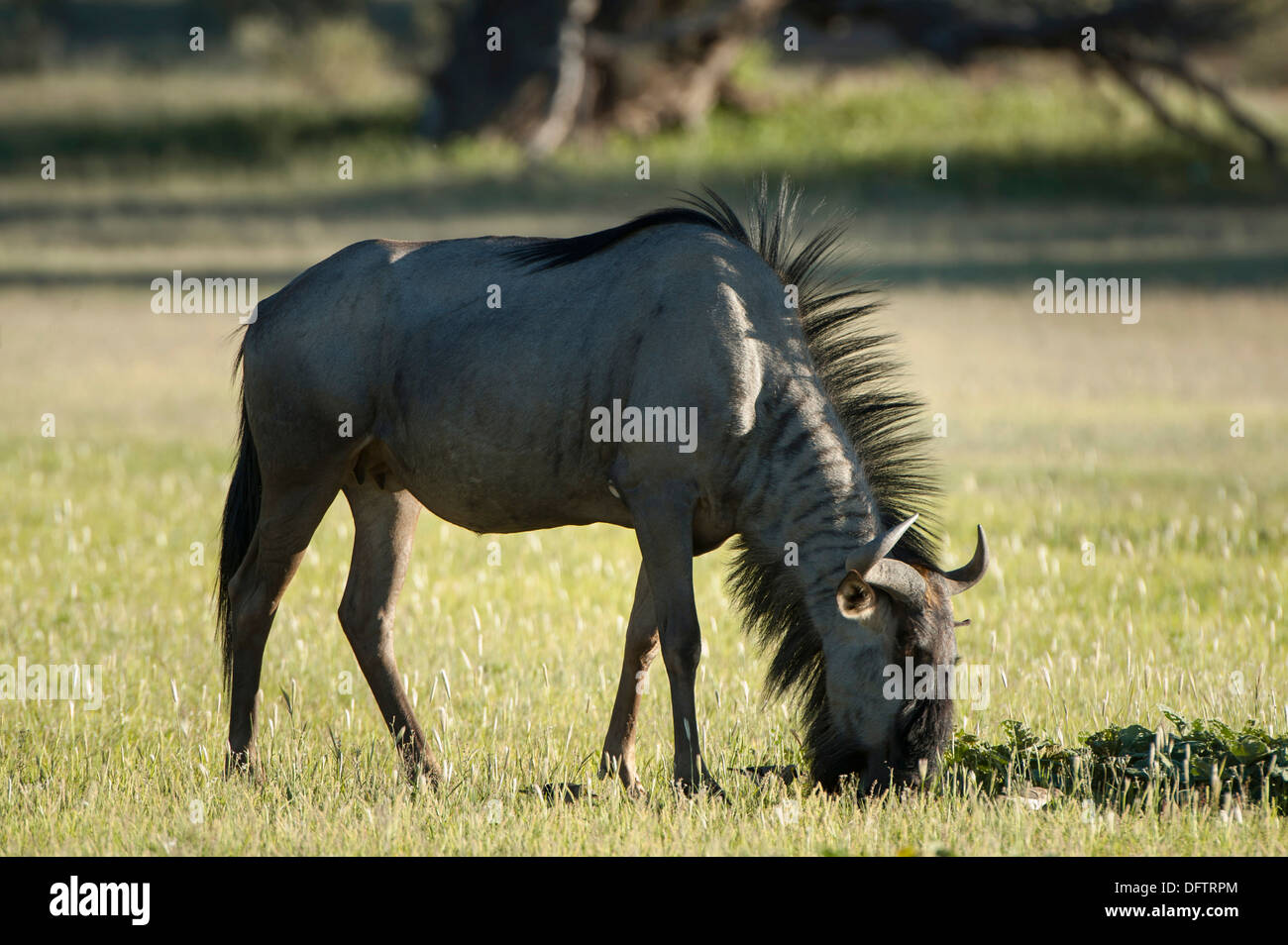 Blue Wildebeest, White-bearded Gnu or Common Wildebeest (Connochaetes ...