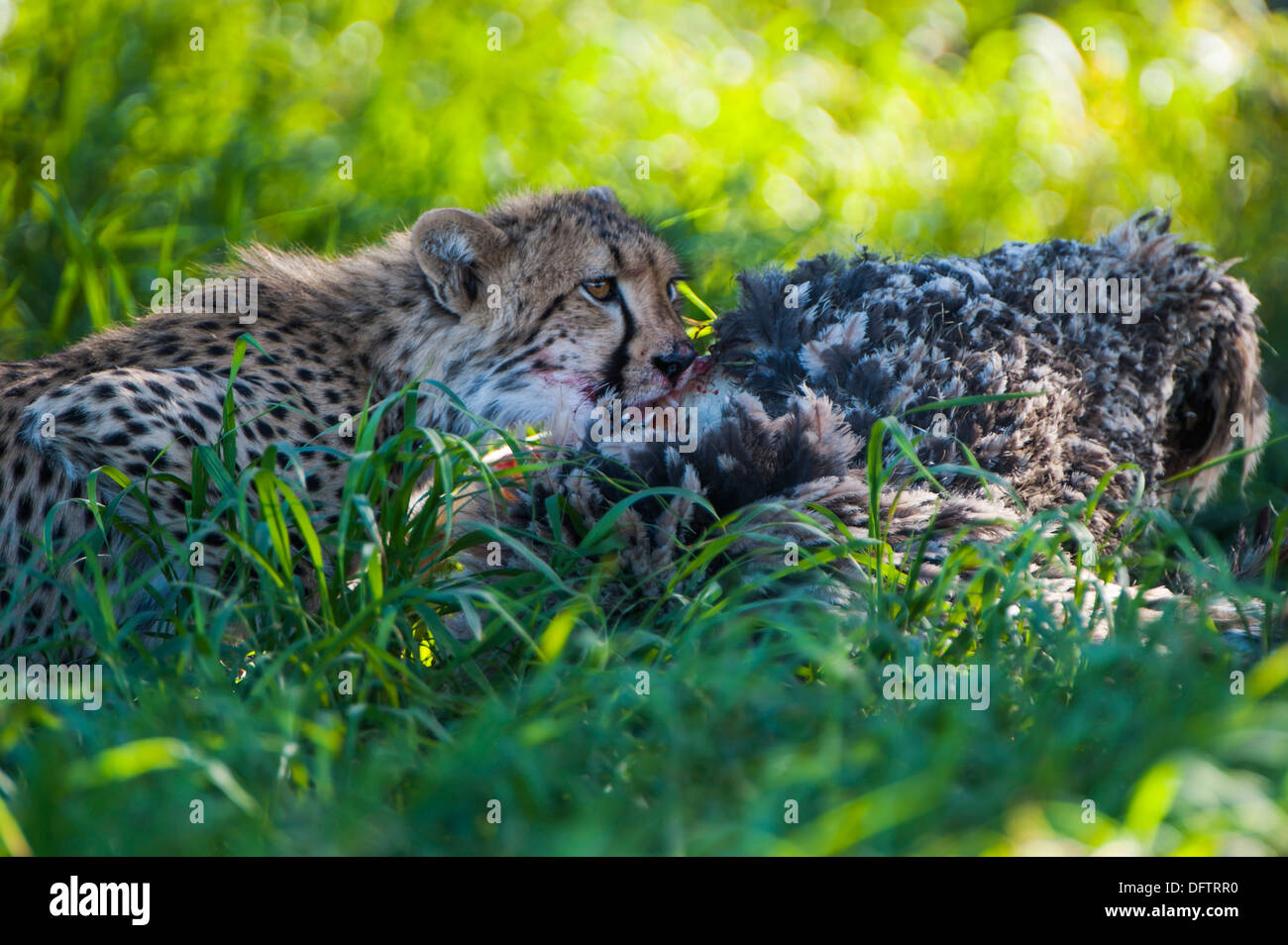 Cheetahs feeding hi-res stock photography and images - Alamy