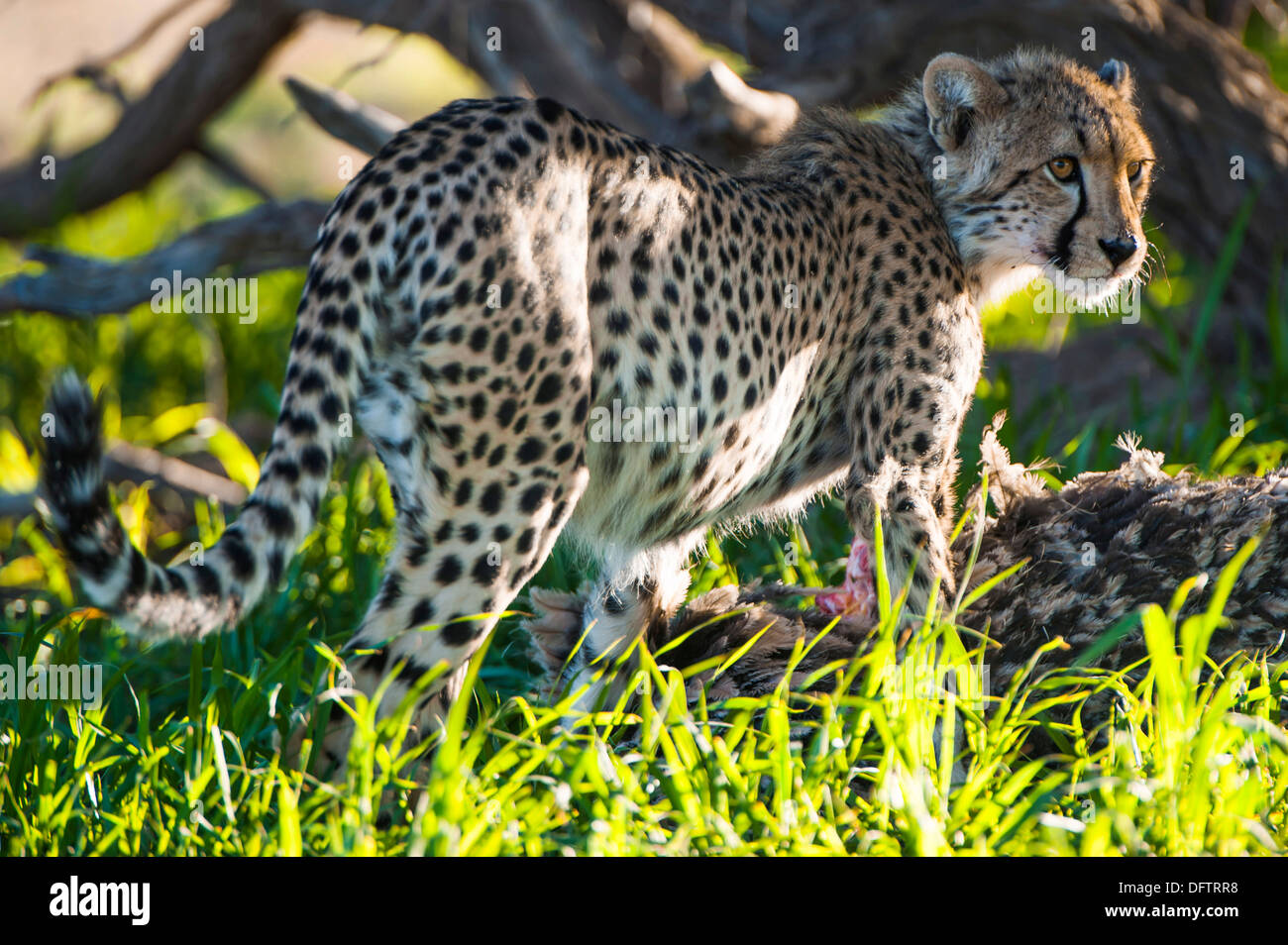 Cheetah (Acinonyx jubatus) feeding on an ostrich carcass, Kgalagadi ...