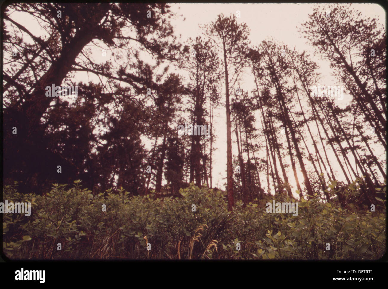 Photograph depicting a stately forest within the Northern Cheyenne ...