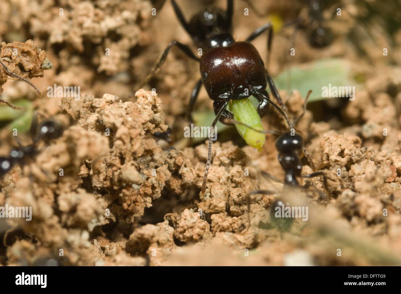 Messor barbarus workers hi-res stock photography and images - Alamy