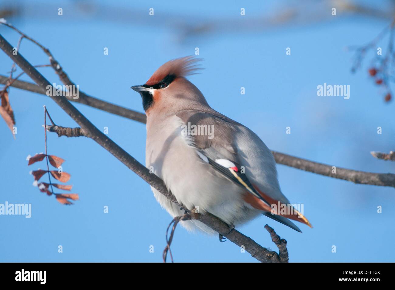 European waxwings bombycilla garrulus feeding hi-res stock photography ...